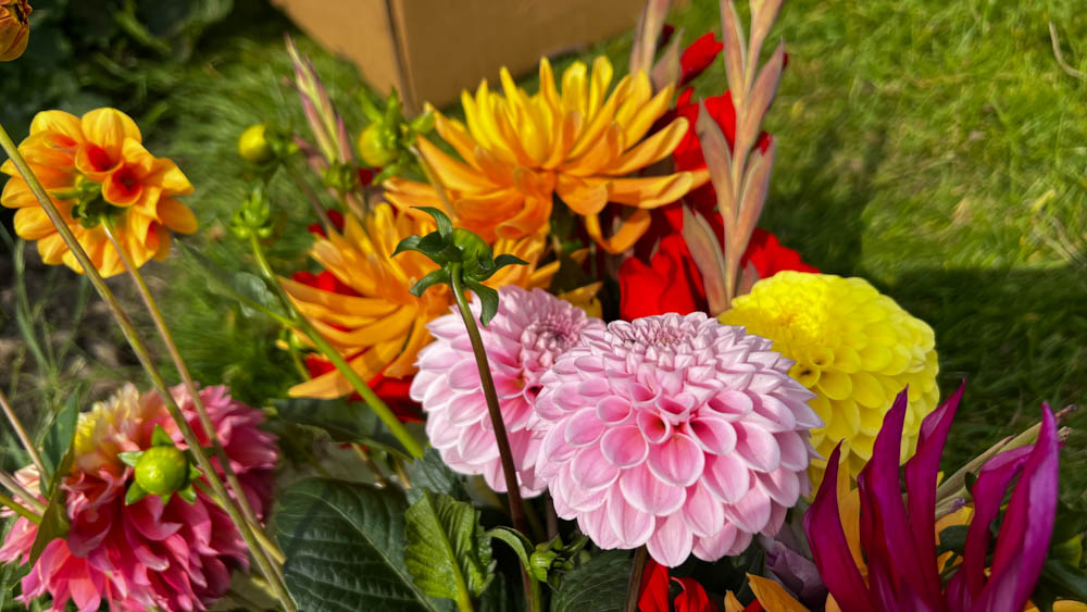 July 2024 Harvesting – gardening 2022